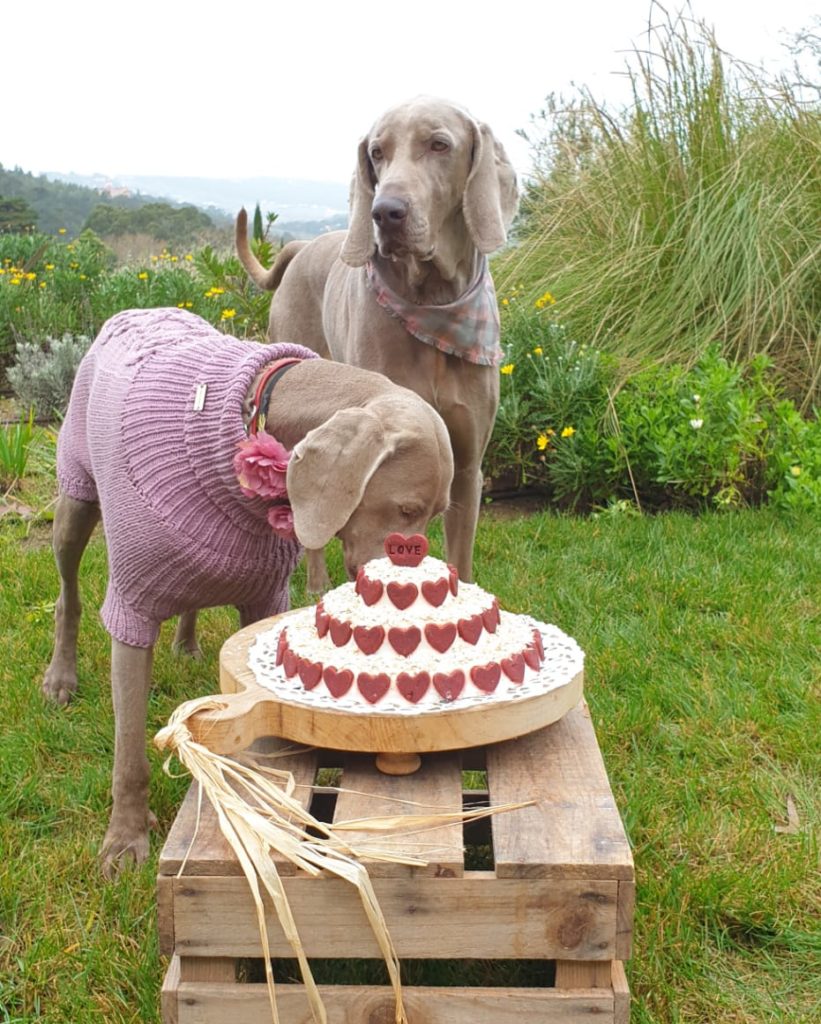 The Lovers- Celebration Cake for dogs Cooka's Cookies