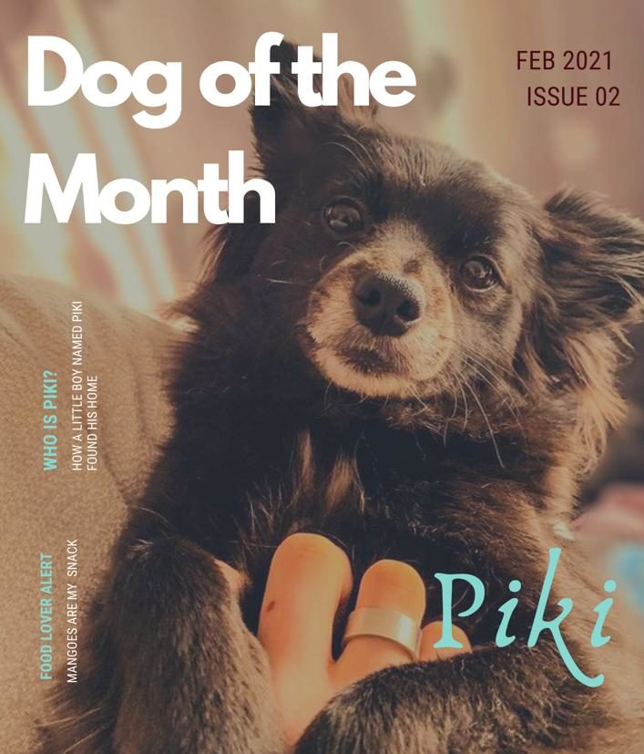 Piki - Healthy dog treats & fresh cakes by Cooka's Cookies