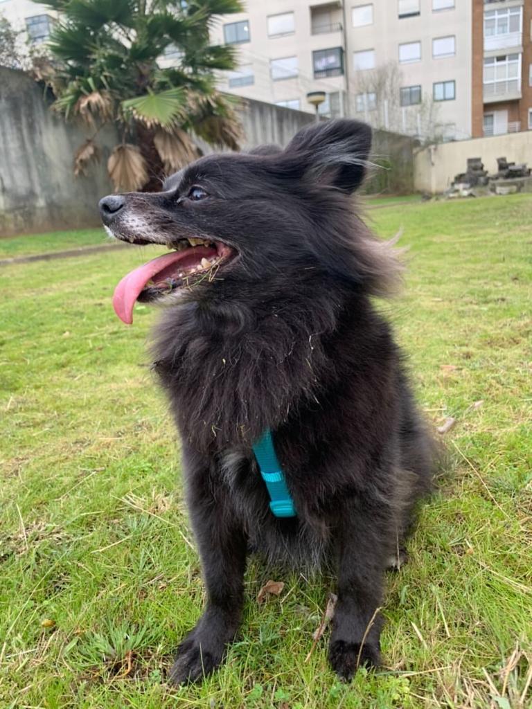 Piki - Healthy dog treats & fresh cakes by Cooka's Cookies