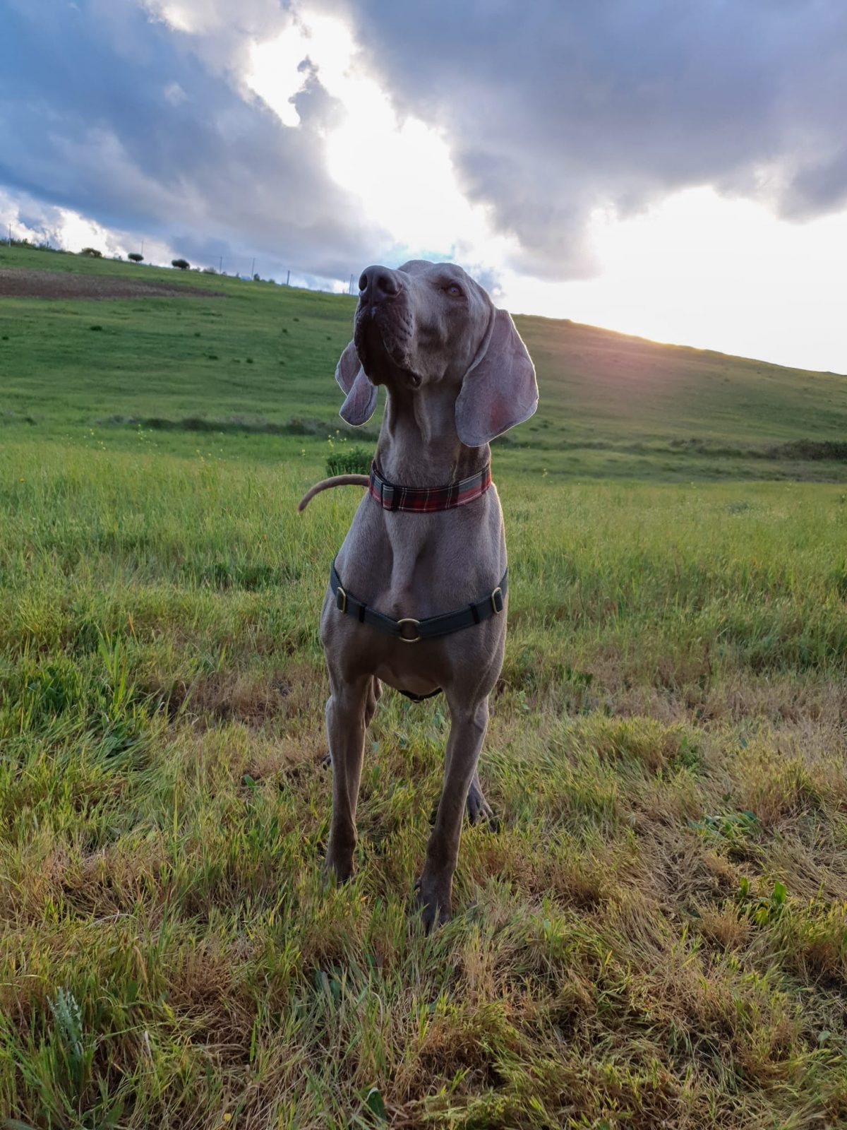 September Dog - Healthy dog treats & fresh cakes by Cooka's Cookies
