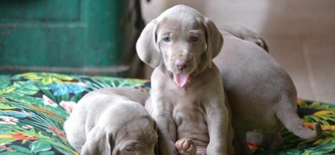 September Dog - Healthy dog treats & fresh cakes by Cooka's Cookies