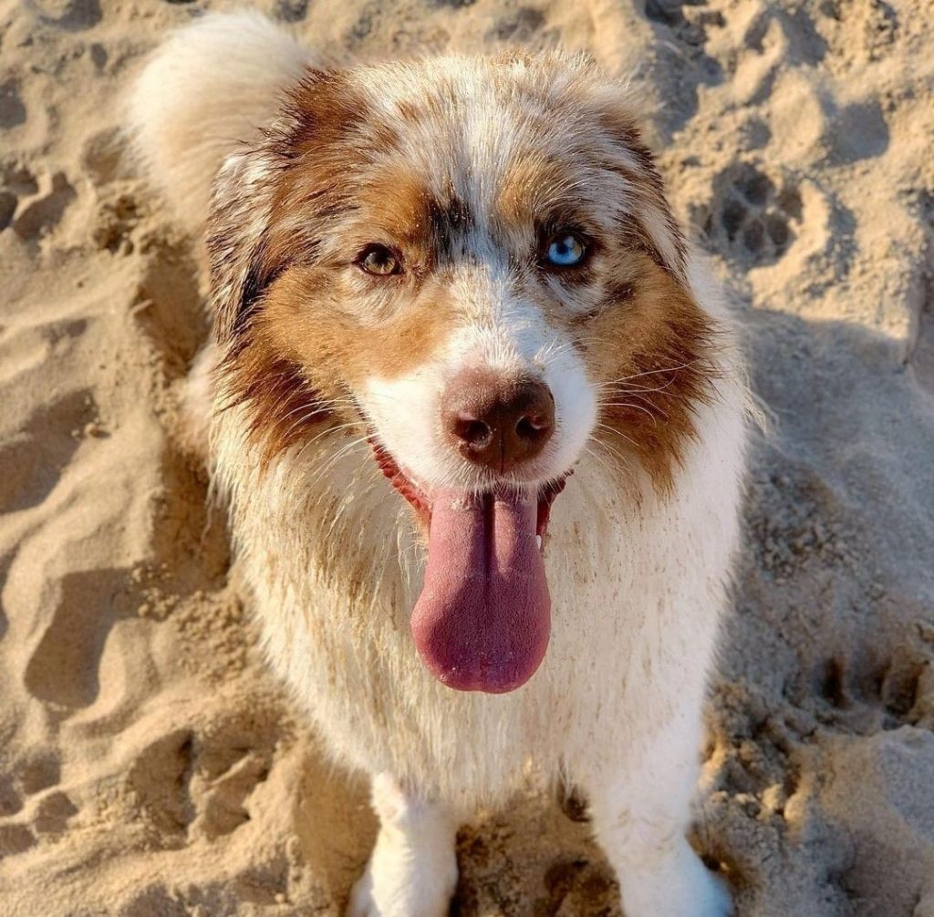 Chiara - Healthy dog treats & fresh cakes by Cooka's Cookies