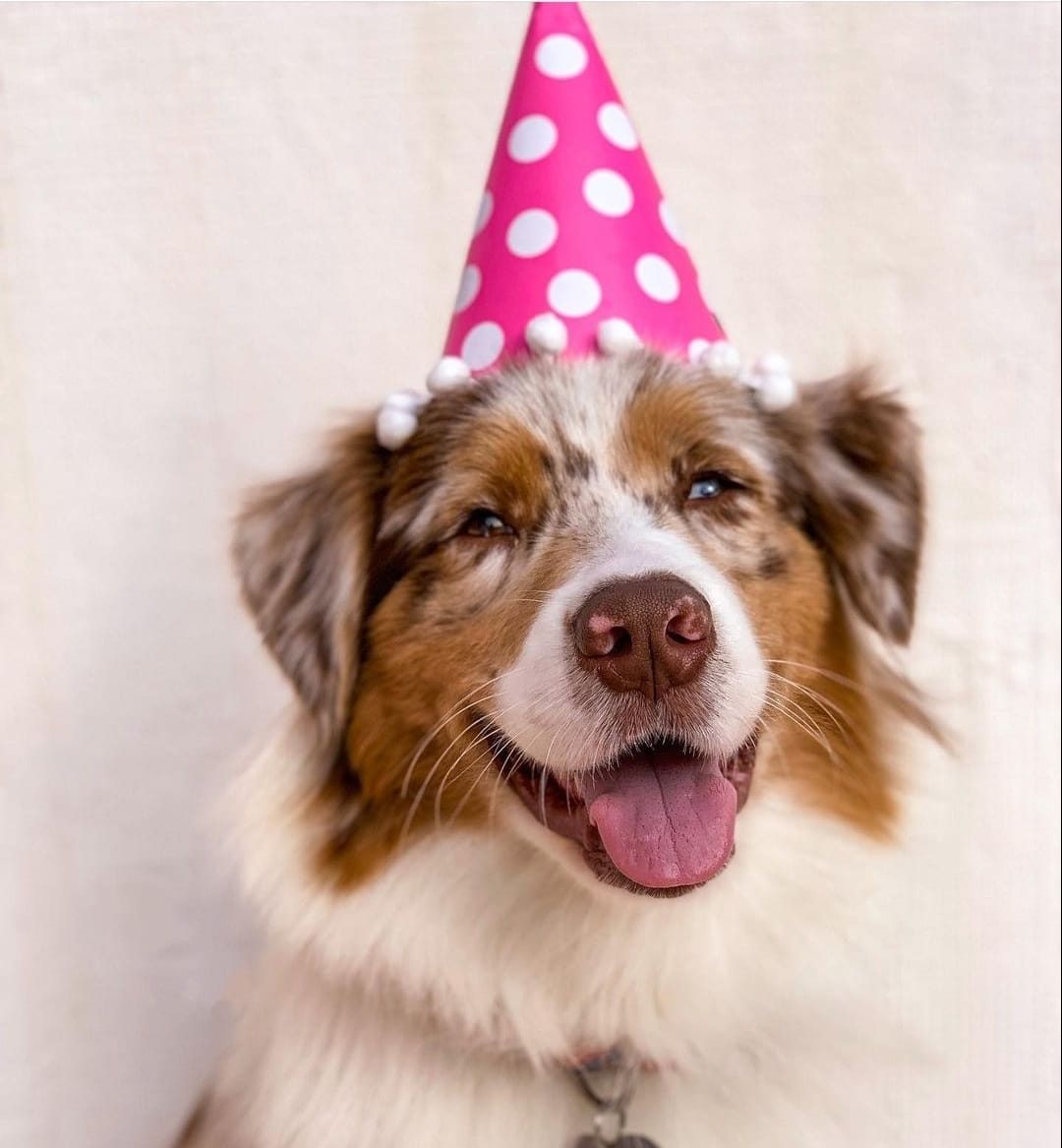 Chiara - Healthy dog treats & fresh cakes by Cooka's Cookies