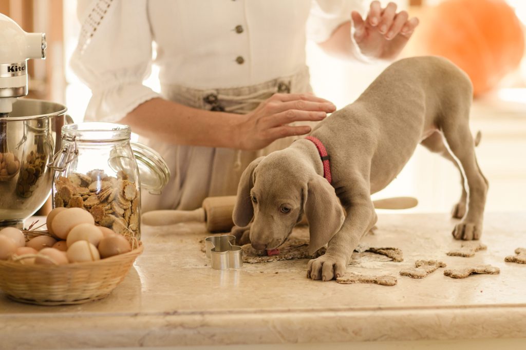 Bone cookie cutter for cats and dogs Cooka's Cookies