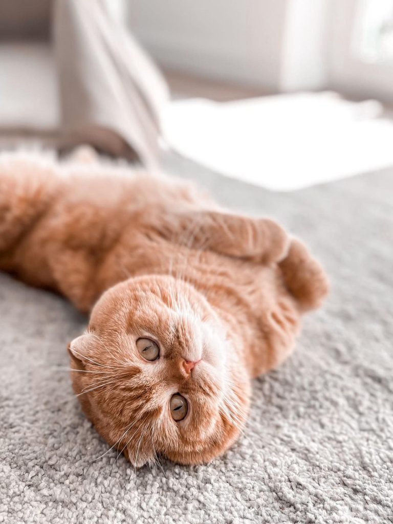 Ziggy-The coolest March Kitten - Homemade dog treats & cakes by Cooka's ...