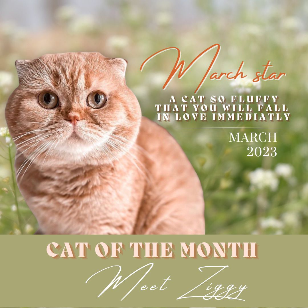Ziggy-The coolest March Kitten - Homemade dog treats & cakes by Cooka's ...
