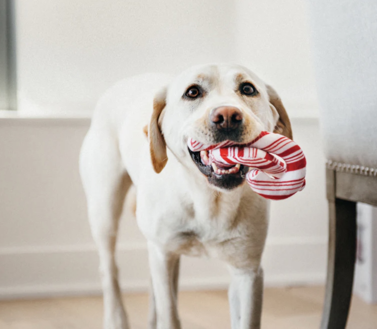 Candy Canes - Toy - Eco-friendly pet toys - clumsy-claus