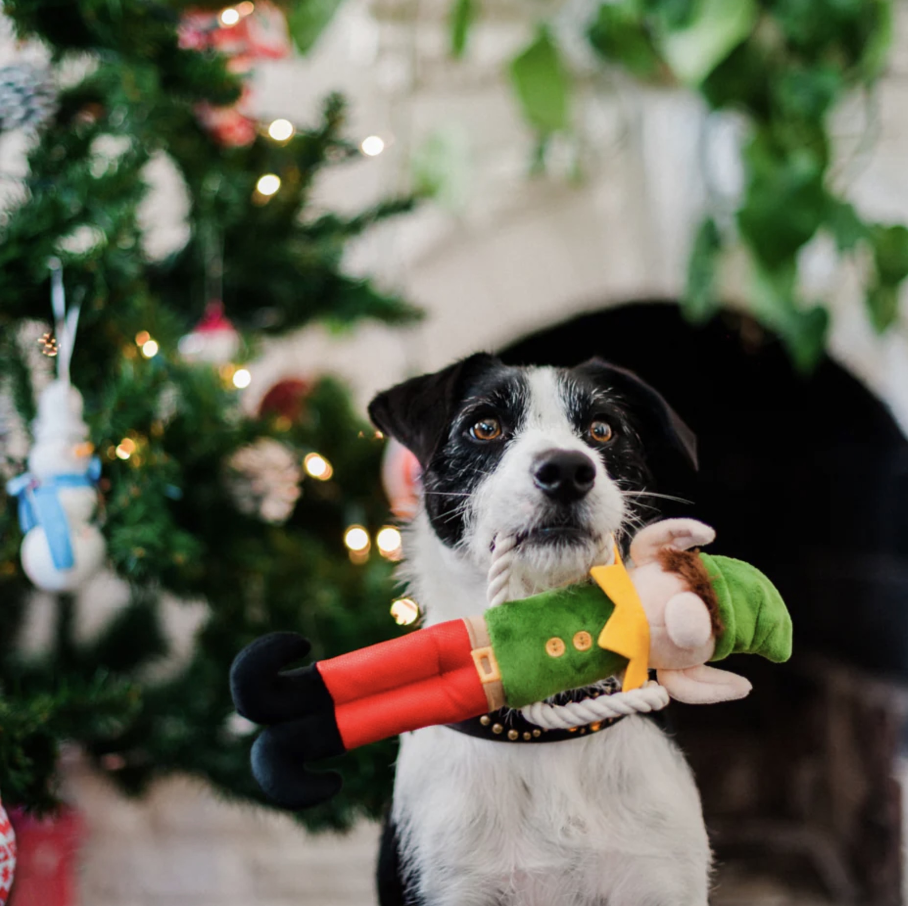 My Elf - Toy - Eco-friendly pet toys - clumsy-claus