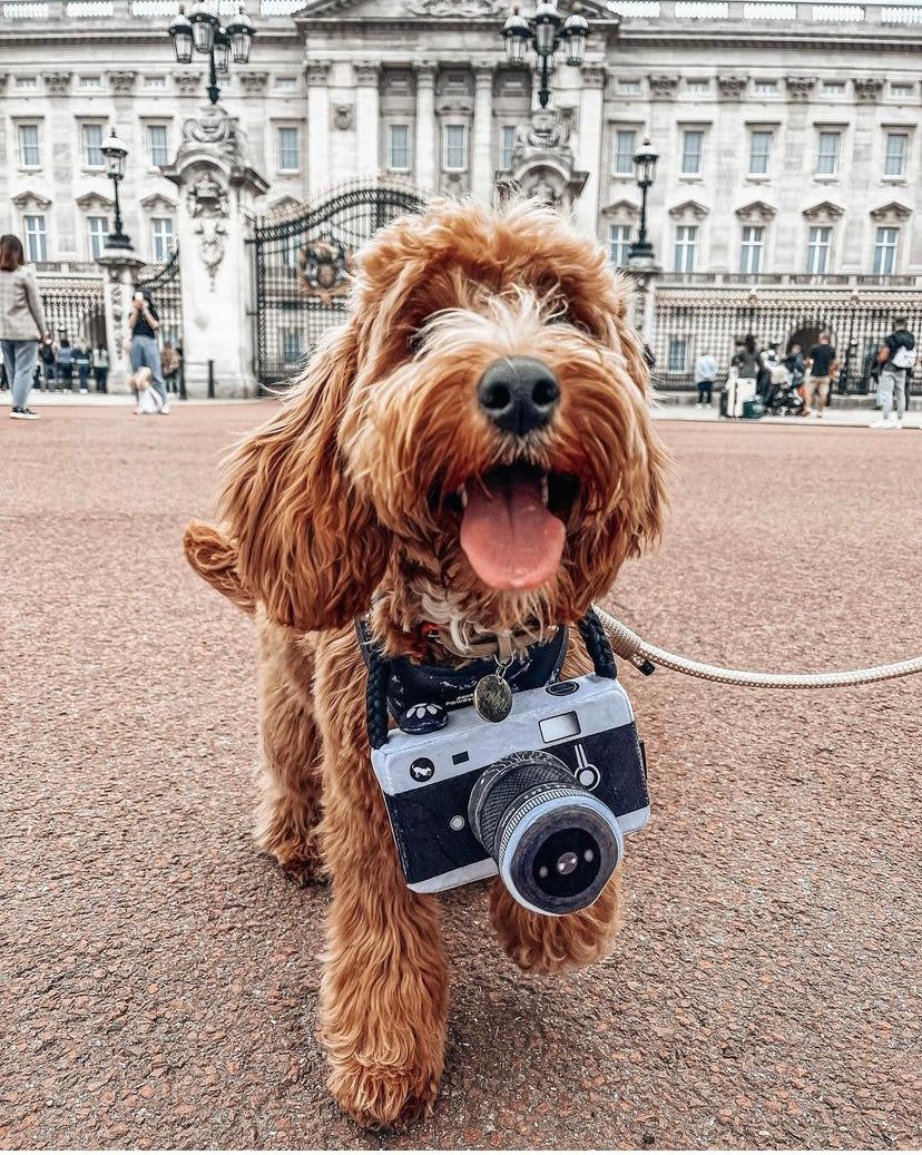 Influencer - Camera - Toy - Eco-friendly pet toys - Fluffy heart